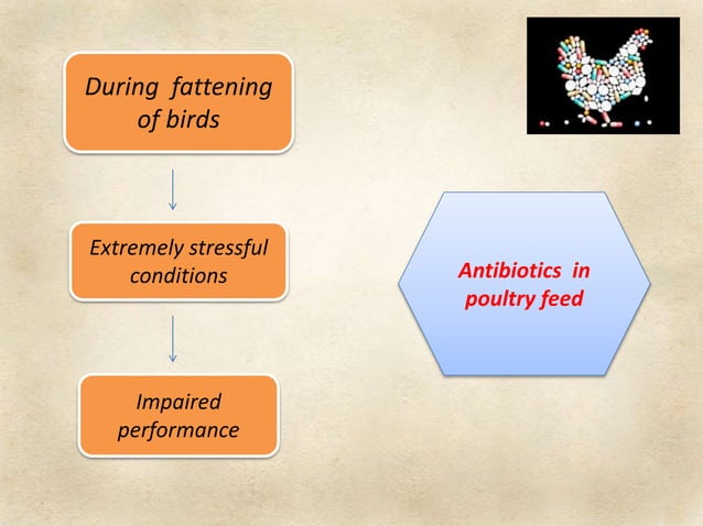 Phytogenic feed additives as an alternative to antibiotics in poultry ...