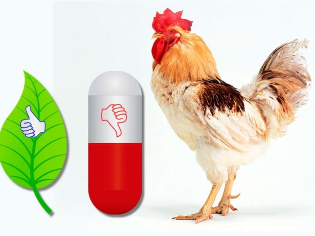 Phytogenic feed additives as an alternative to antibiotics in poultry ...