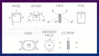 PULSE FIELD GEL ELECTROPHORESIS (PFGE) | PPTX