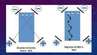 PULSE FIELD GEL ELECTROPHORESIS (PFGE) | PPTX