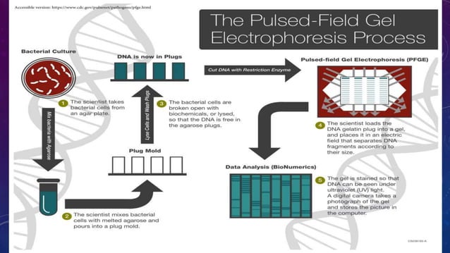 PULSE FIELD GEL ELECTROPHORESIS (PFGE) | PPTX | Chemistry | Science