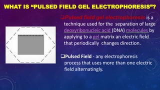 PULSE FIELD GEL ELECTROPHORESIS (PFGE) | PPTX