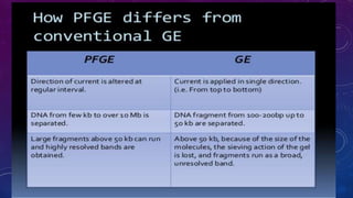 PULSE FIELD GEL ELECTROPHORESIS (PFGE) | PPTX