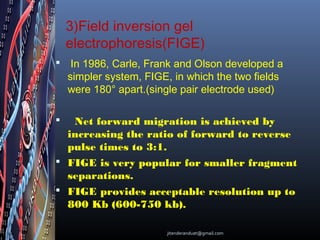 Pulsed field gel electrophoresis (PFGE) | PPT
