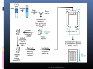 Pulsed field gel electrophoresis (PFGE) | PPT