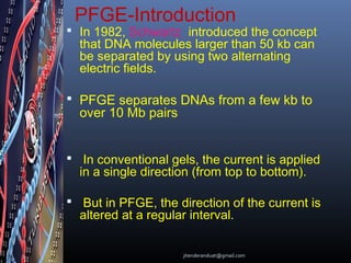 Pulsed field gel electrophoresis (PFGE) | PPT