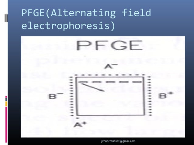 Pulsed field gel electrophoresis (PFGE) | PPT | Genetics | Science