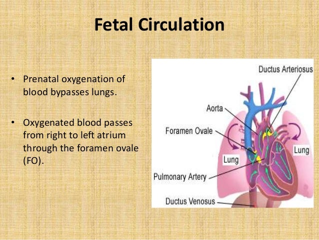PFO CLOSURE