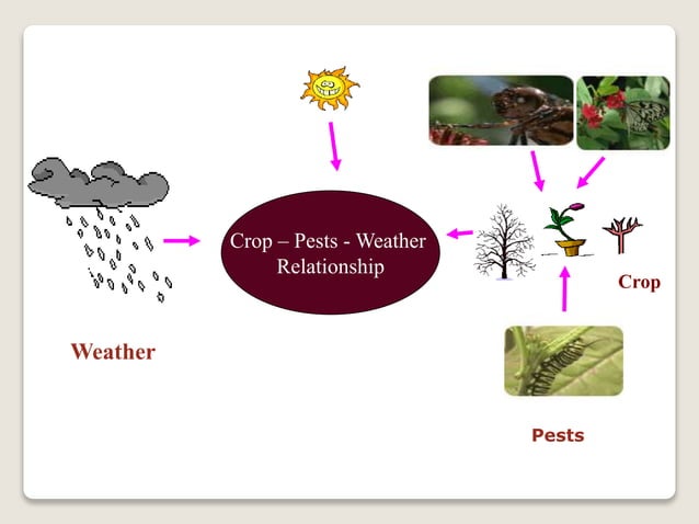 forecasting model for insect pest | PPTX | Agriculture | Industries