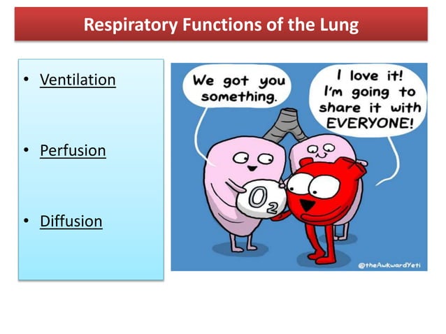 Pulmonary functions Tests | PPTX | Lung and Respiratory Health ...