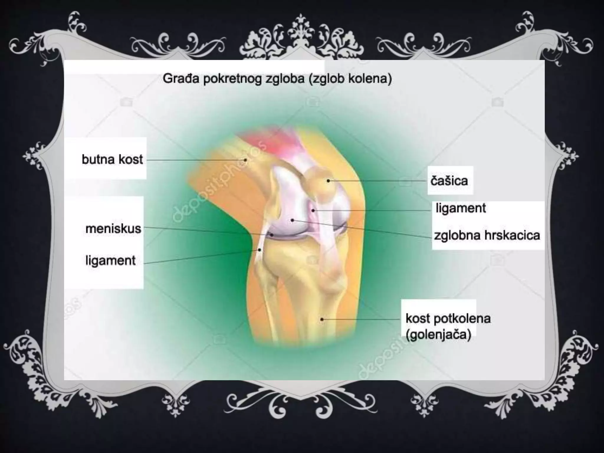 Skeletni sistem čoveka | PPTX