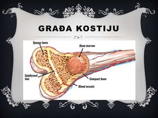 Skeletni sistem čoveka | PPTX