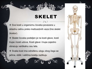 Skeletni sistem čoveka | PPTX
