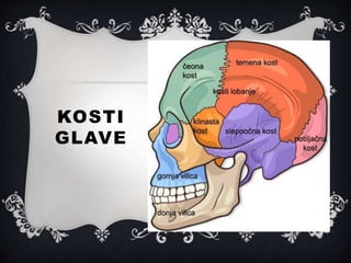 Skeletni sistem čoveka | PPTX