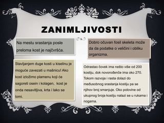 Skeletni sistem čoveka | PPTX