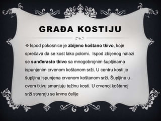 Skeletni sistem čoveka | PPTX
