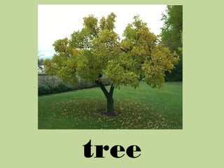 Trees, bushes and grasses (from SAE) | PPT