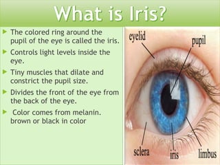 Parts of eys-Iris | PPT