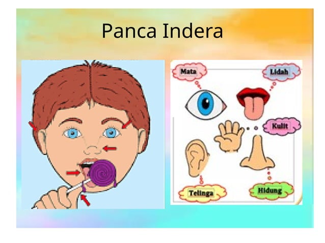 Pelajaran panca Indera manusia dan fungsinya | PPTX