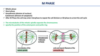 PG-SEM-II-Physiology-2024 human physiology | PPT