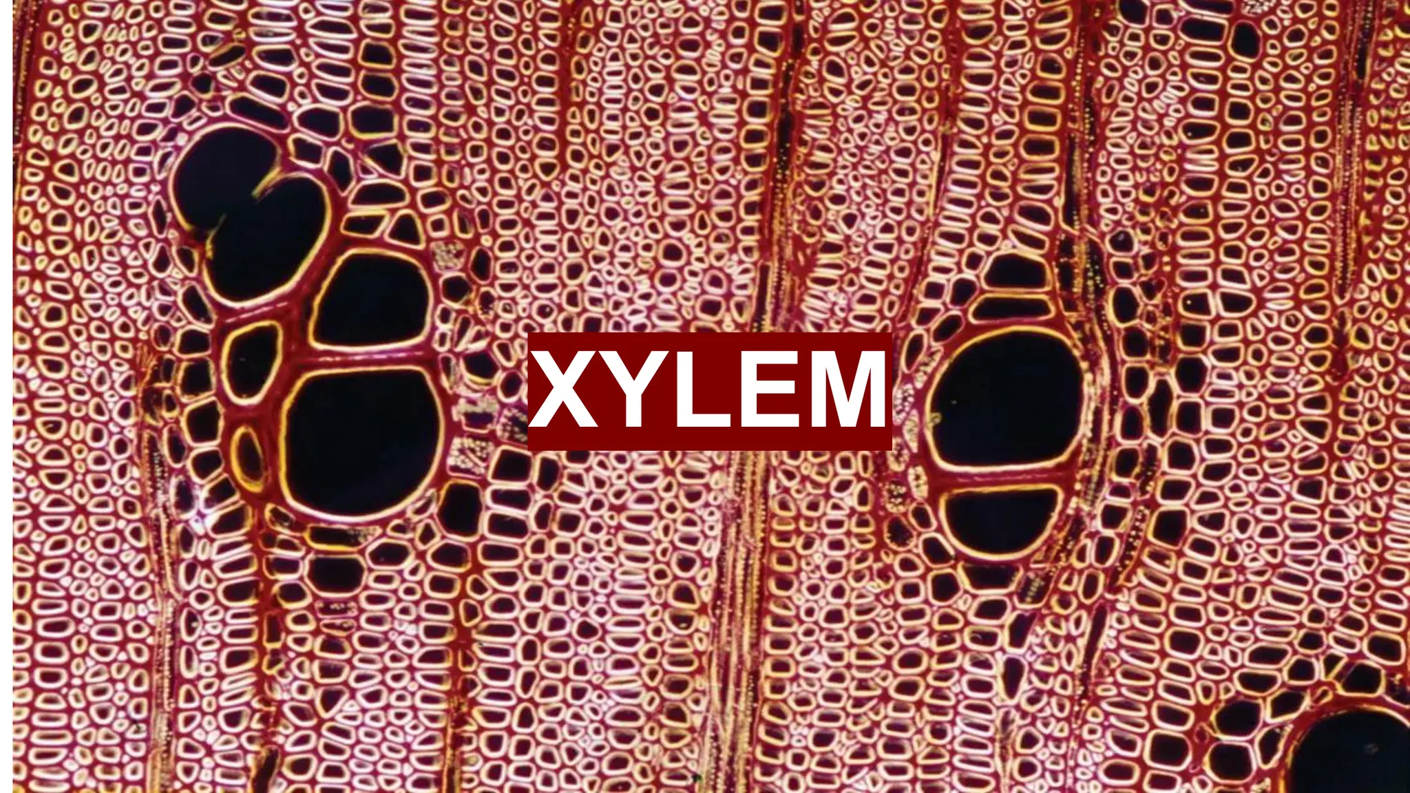 PG Anatomy Node nodal anatomy Cambium Differentiation | PDF