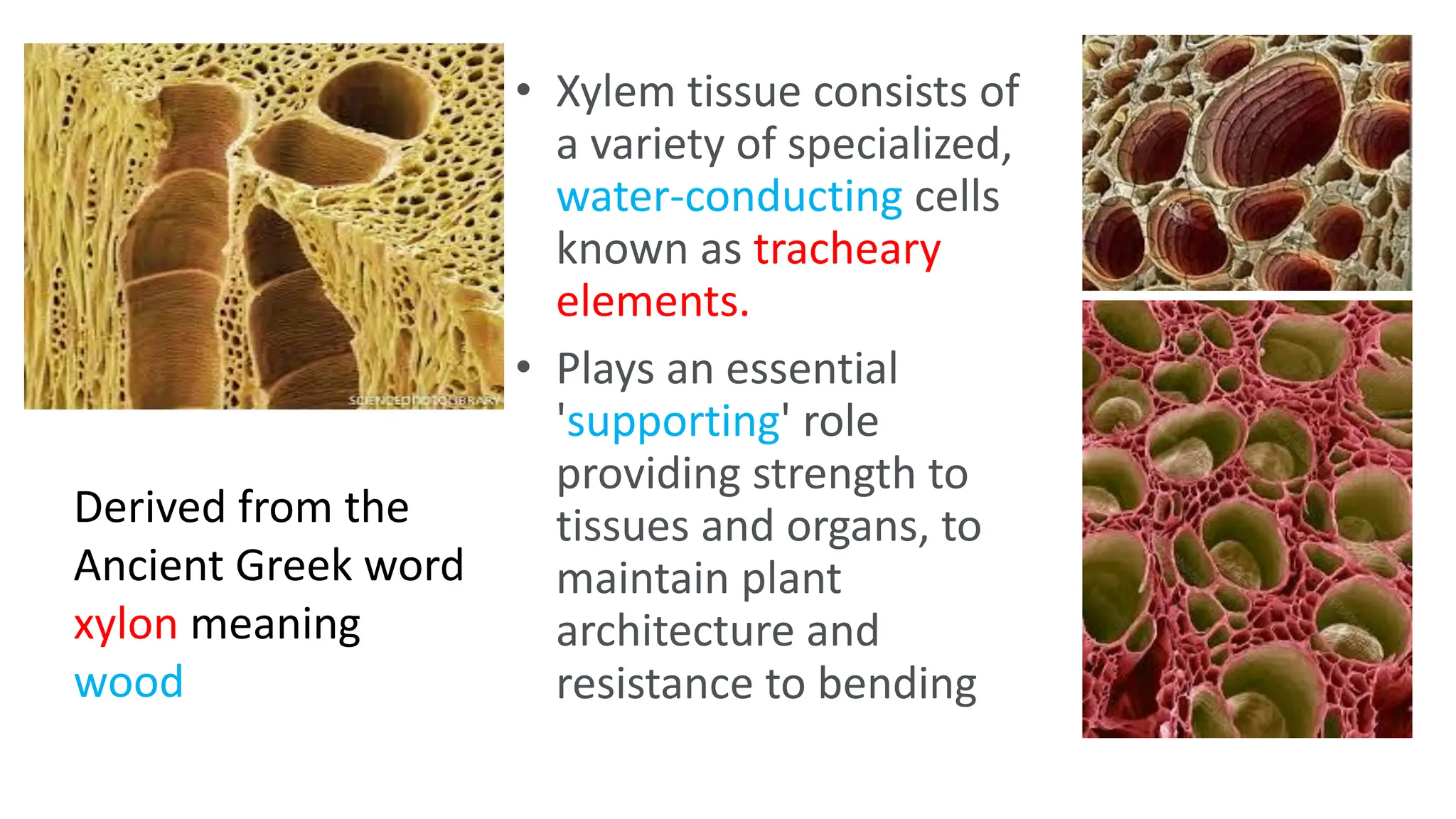 PG Anatomy Node nodal anatomy Cambium Differentiation | PDF