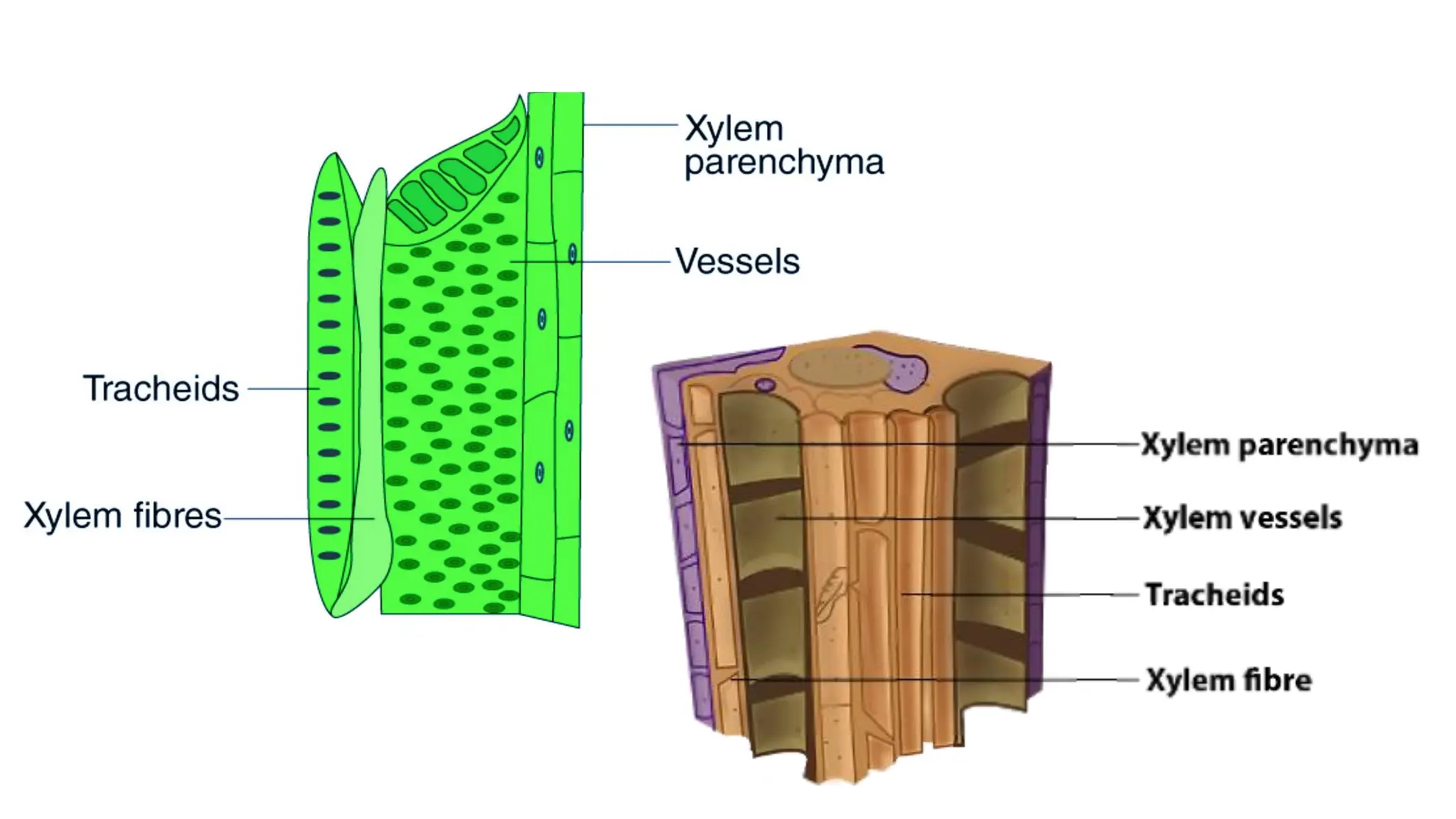 PG Anatomy Node nodal anatomy Cambium Differentiation | PDF