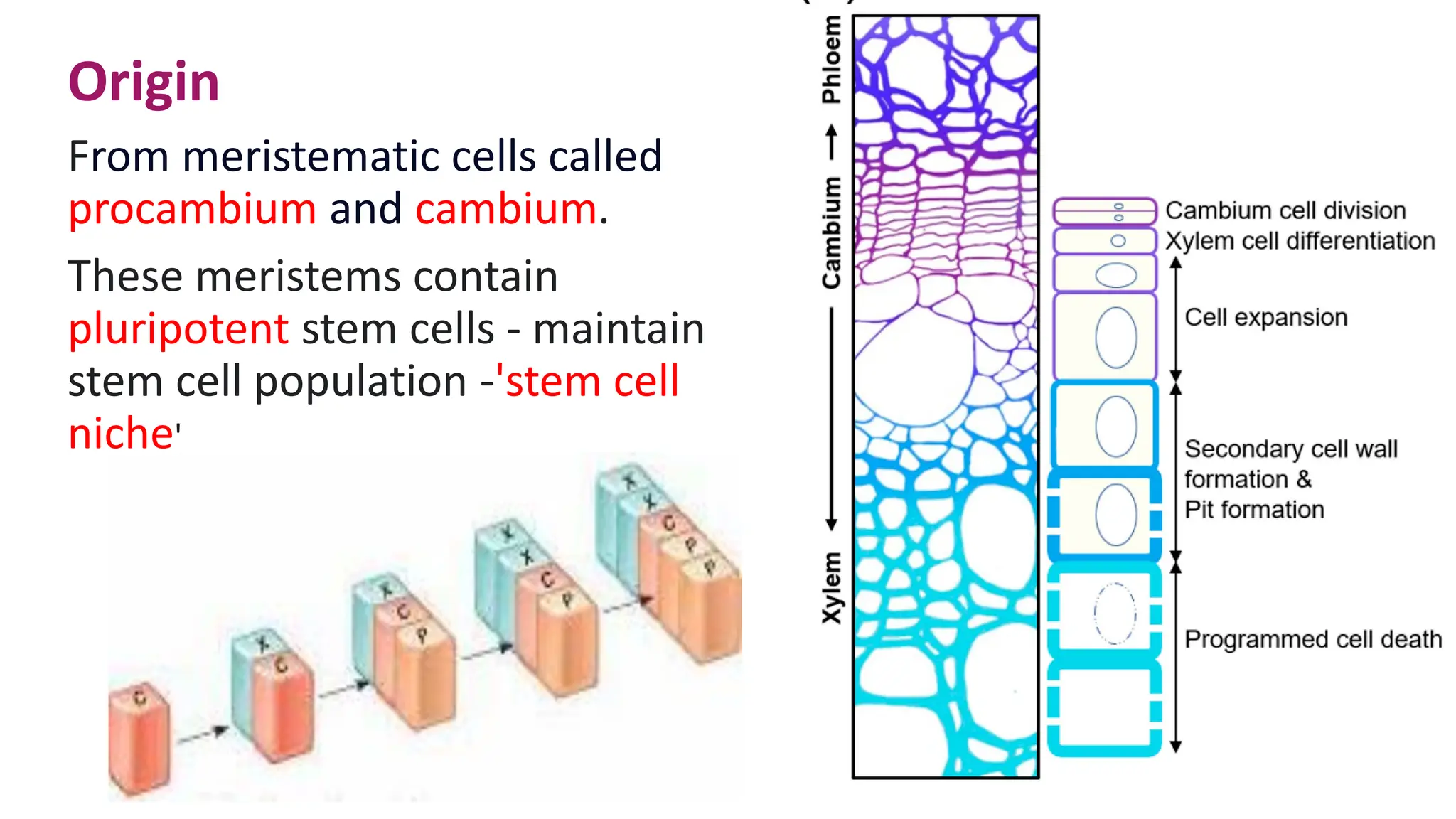 PG Anatomy Node nodal anatomy Cambium Differentiation | PDF