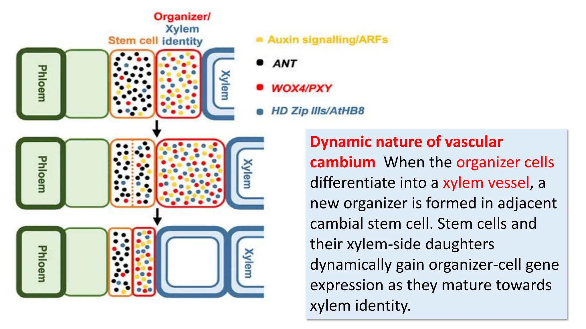 PG Anatomy Node nodal anatomy Cambium Differentiation | PDF