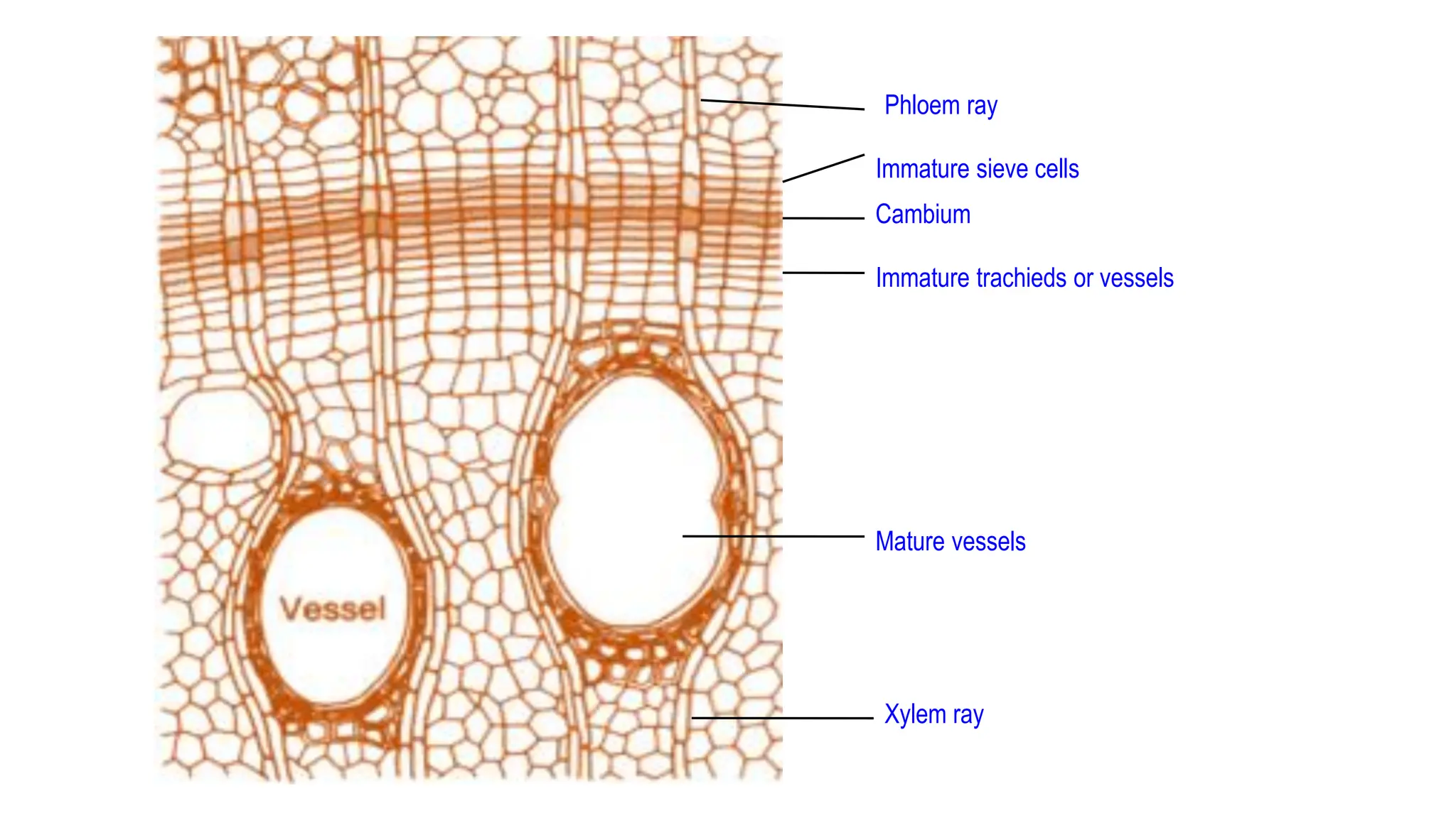 PG Anatomy Node nodal anatomy Cambium Differentiation | PDF