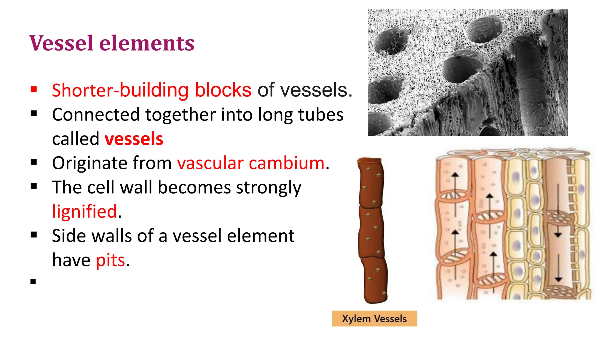 PG Anatomy Node nodal anatomy Cambium Differentiation | PDF