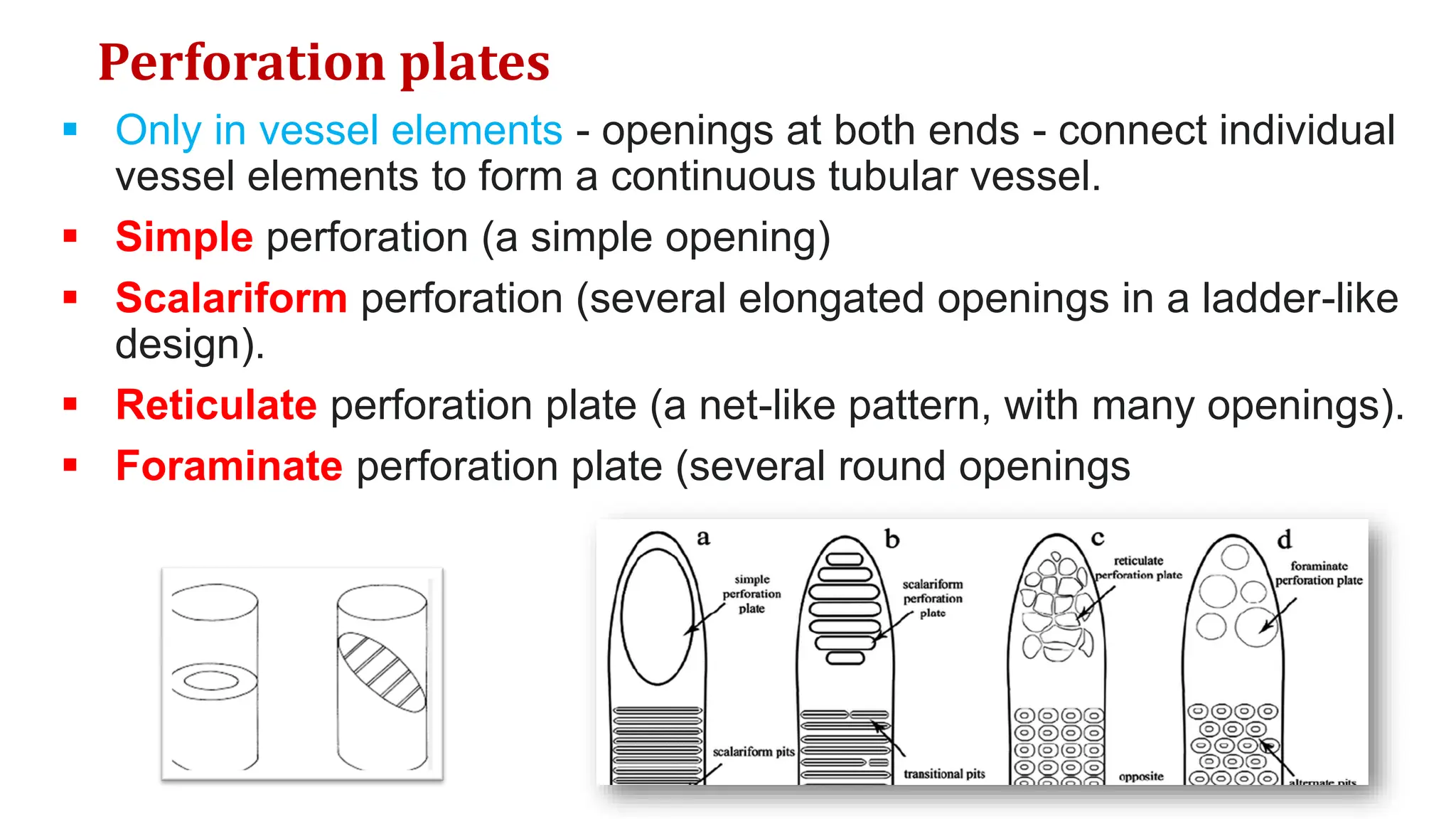 PG Anatomy Node nodal anatomy Cambium Differentiation | PDF