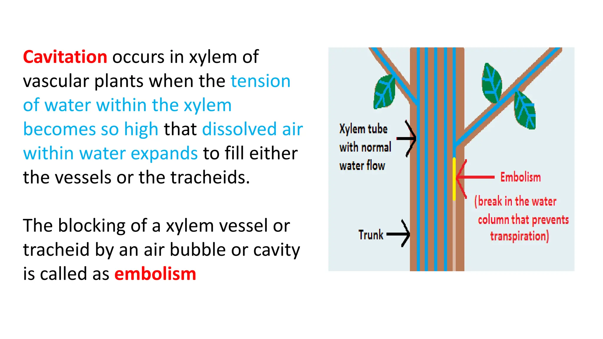 PG Anatomy Node nodal anatomy Cambium Differentiation | PDF
