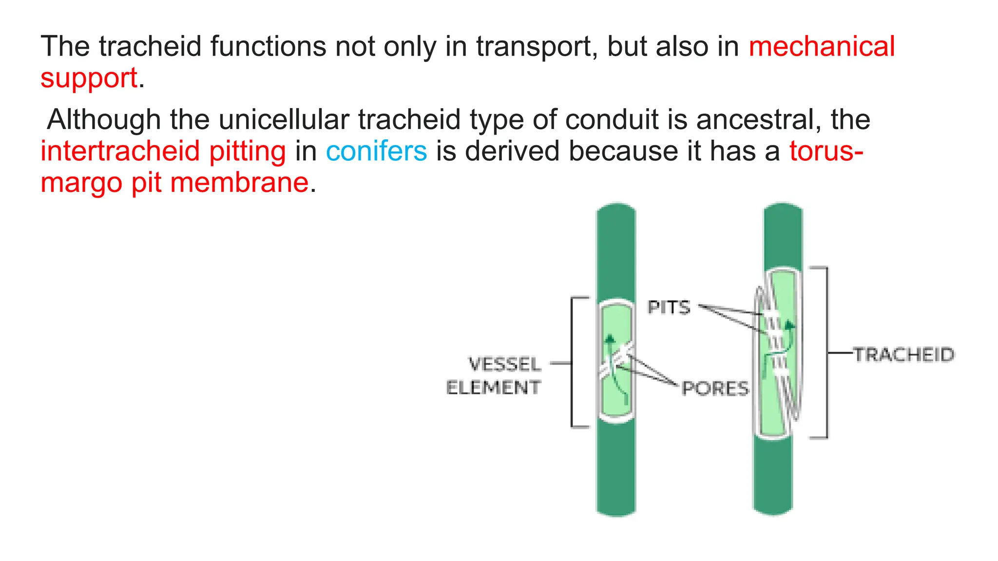 PG Anatomy Node nodal anatomy Cambium Differentiation | PDF