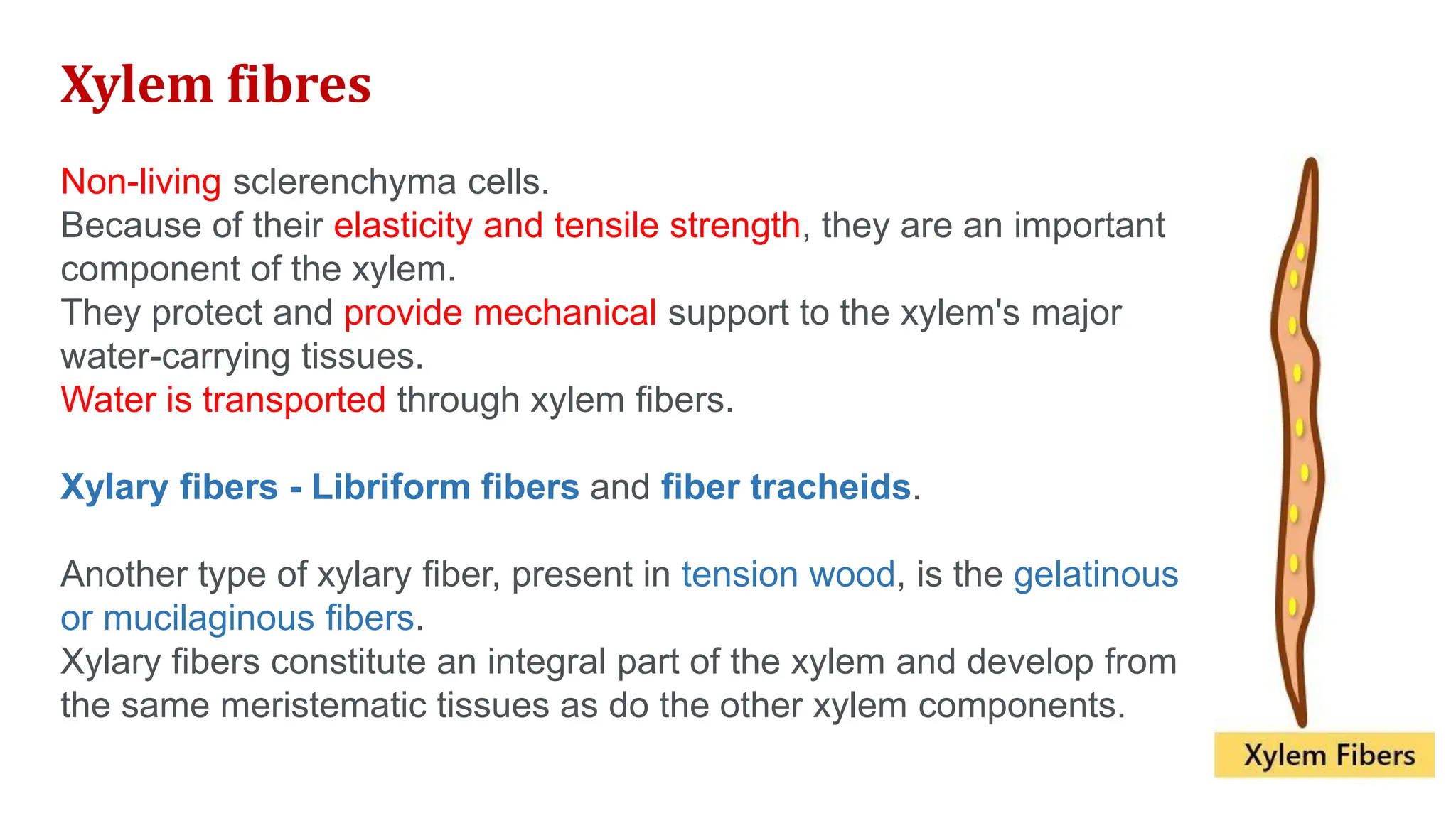 PG Anatomy Node nodal anatomy Cambium Differentiation | PDF
