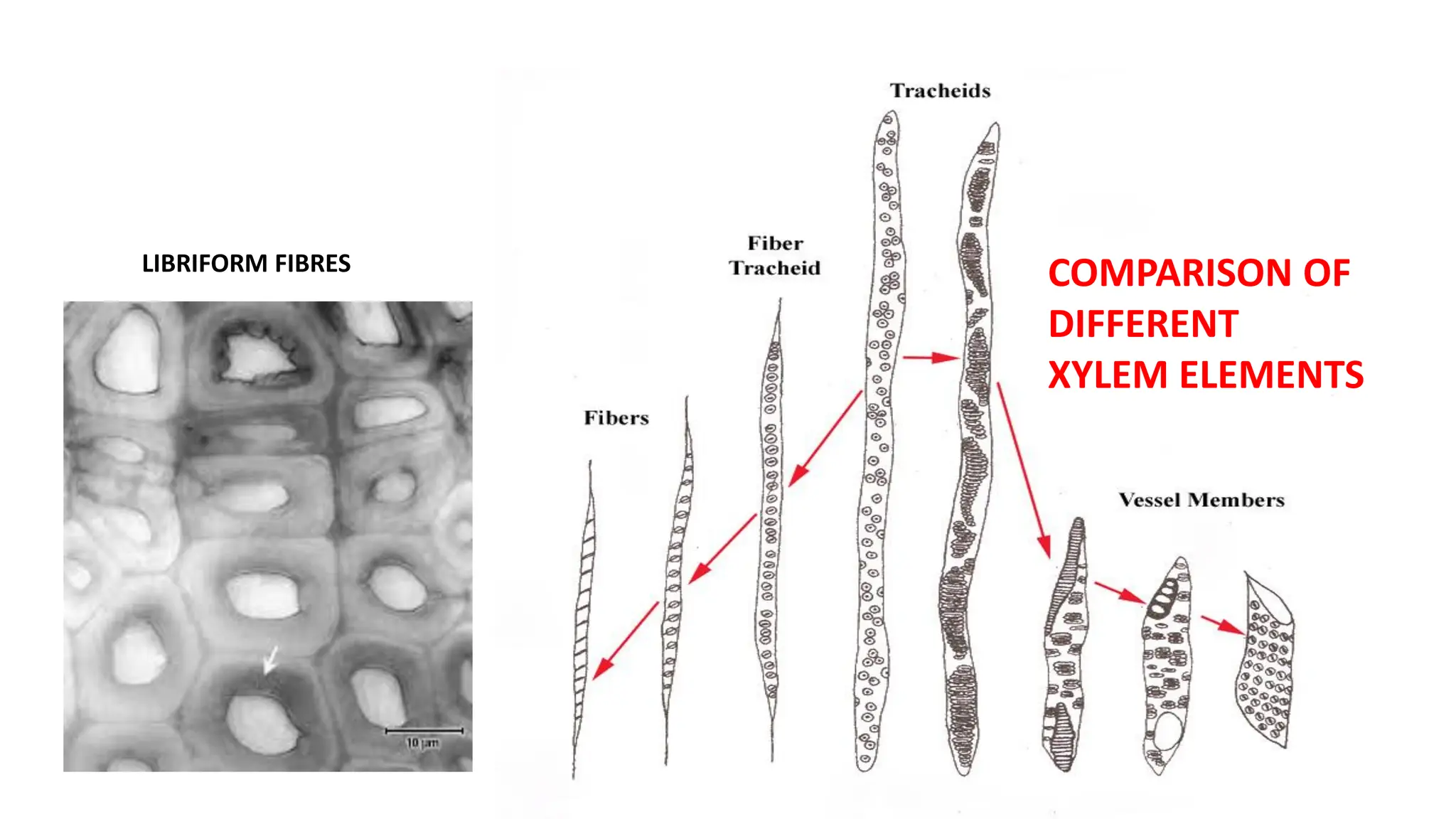 PG Anatomy Node nodal anatomy Cambium Differentiation | PDF