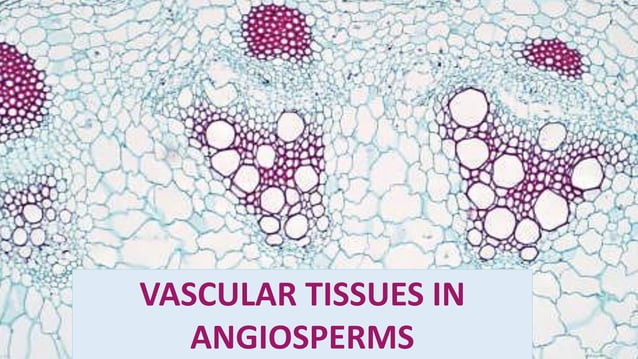 PG Anatomy Node nodal anatomy Cambium Differentiation | PDF