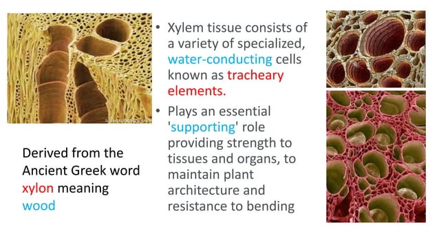 PG Anatomy Node nodal anatomy Cambium Differentiation | PDF