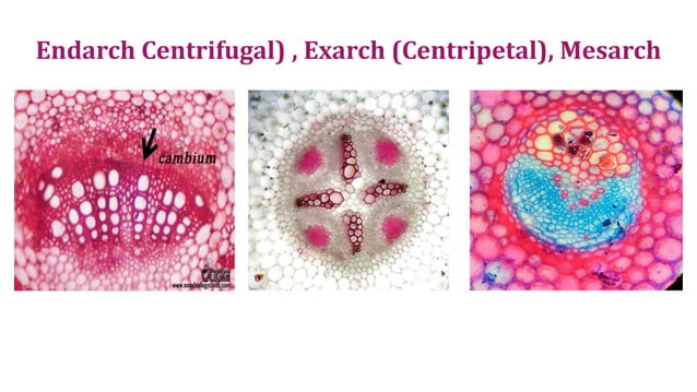 PG Anatomy Node nodal anatomy Cambium Differentiation | PDF