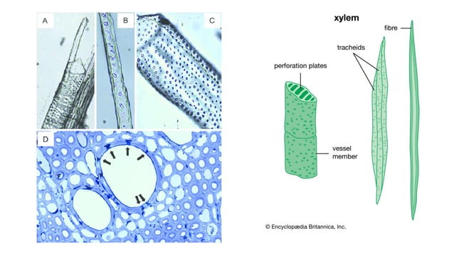 PG Anatomy Node nodal anatomy Cambium Differentiation | PDF