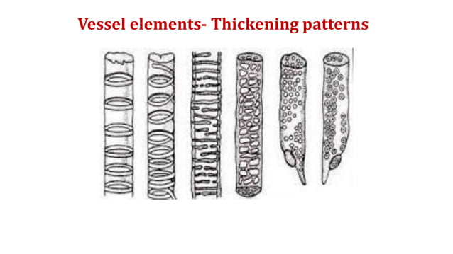 PG Anatomy Node nodal anatomy Cambium Differentiation | PDF