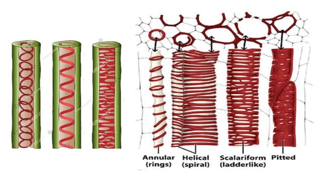 PG Anatomy Node nodal anatomy Cambium Differentiation | PDF