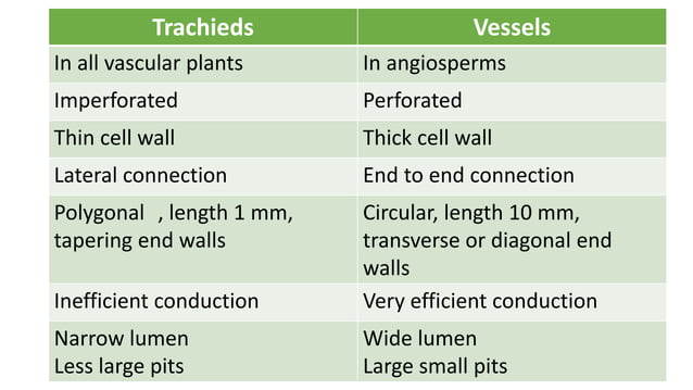 PG Anatomy Node nodal anatomy Cambium Differentiation | PDF