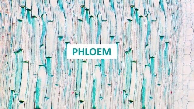 PG Anatomy Node nodal anatomy Cambium Differentiation | PDF