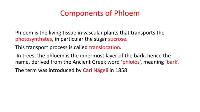 PG Anatomy Node nodal anatomy Cambium Differentiation | PDF