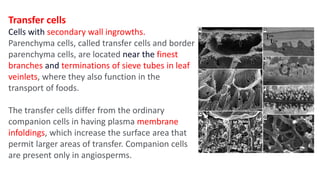 PG Anatomy Node nodal anatomy Cambium Differentiation | PDF