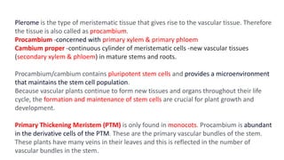 PG Anatomy Node nodal anatomy Cambium Differentiation | PDF