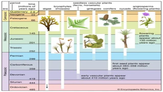 PG Anatomy Node nodal anatomy Cambium Differentiation | PDF