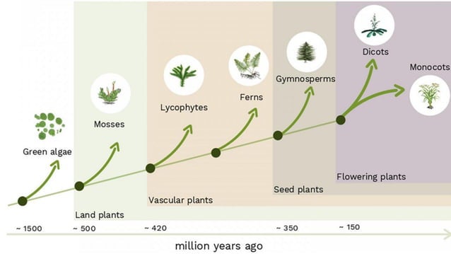 PG Anatomy Node nodal anatomy Cambium Differentiation | PDF