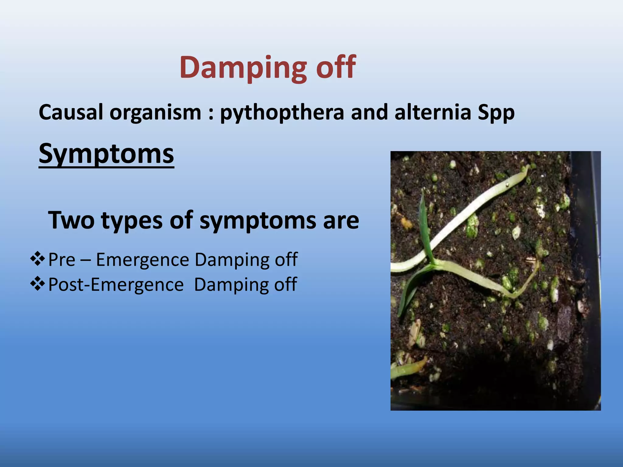 Brinjal pathology | PPTX